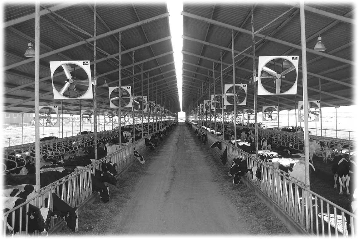 Milking Parlors, Stalls, Cow Mats, Fans & Calf Feeders | Schlueter ...